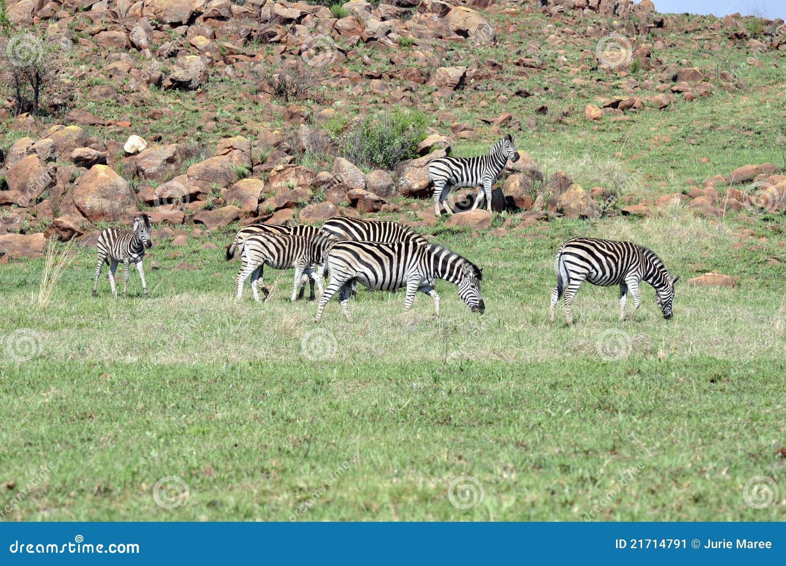 Zebra herd. stock image. Image of wildlife, herd, graze - 21714791