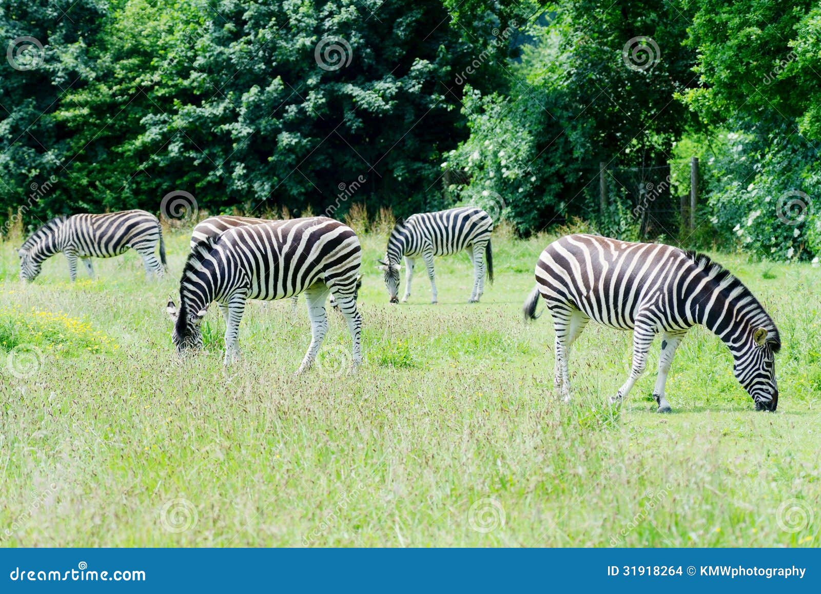Zebra herd stock photo. Image of herbivore, outdoors - 31918264