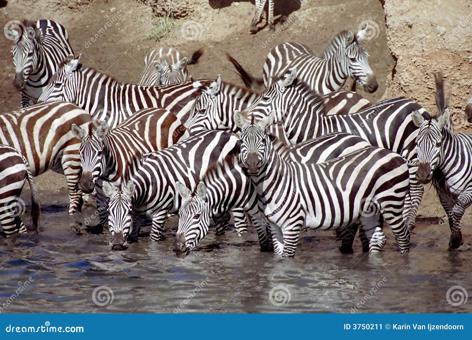 Zebra Herd Equus Zebra At Grassland Conservation Area Of Ngorongoro ...
