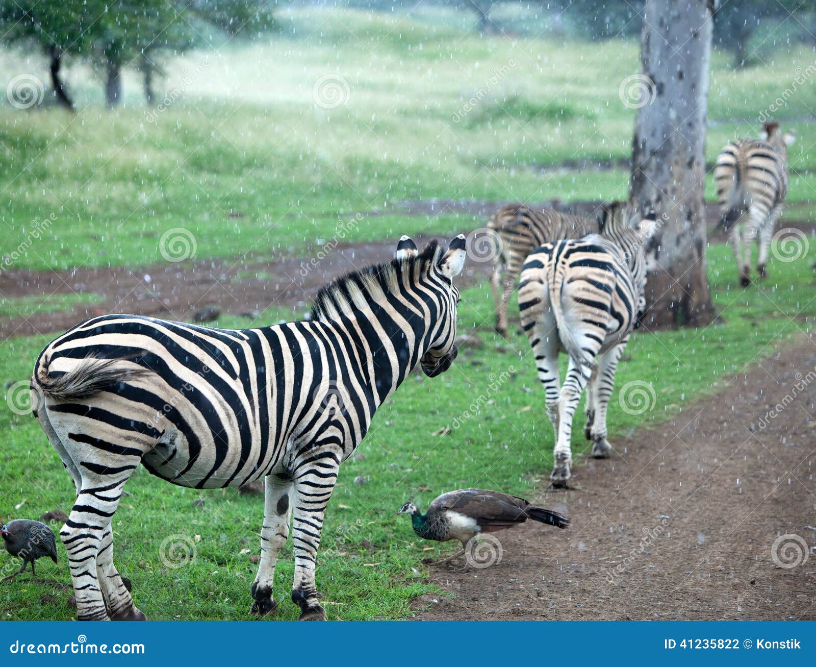 Zebra In The Rain Trough My Window Stock Photography | CartoonDealer ...