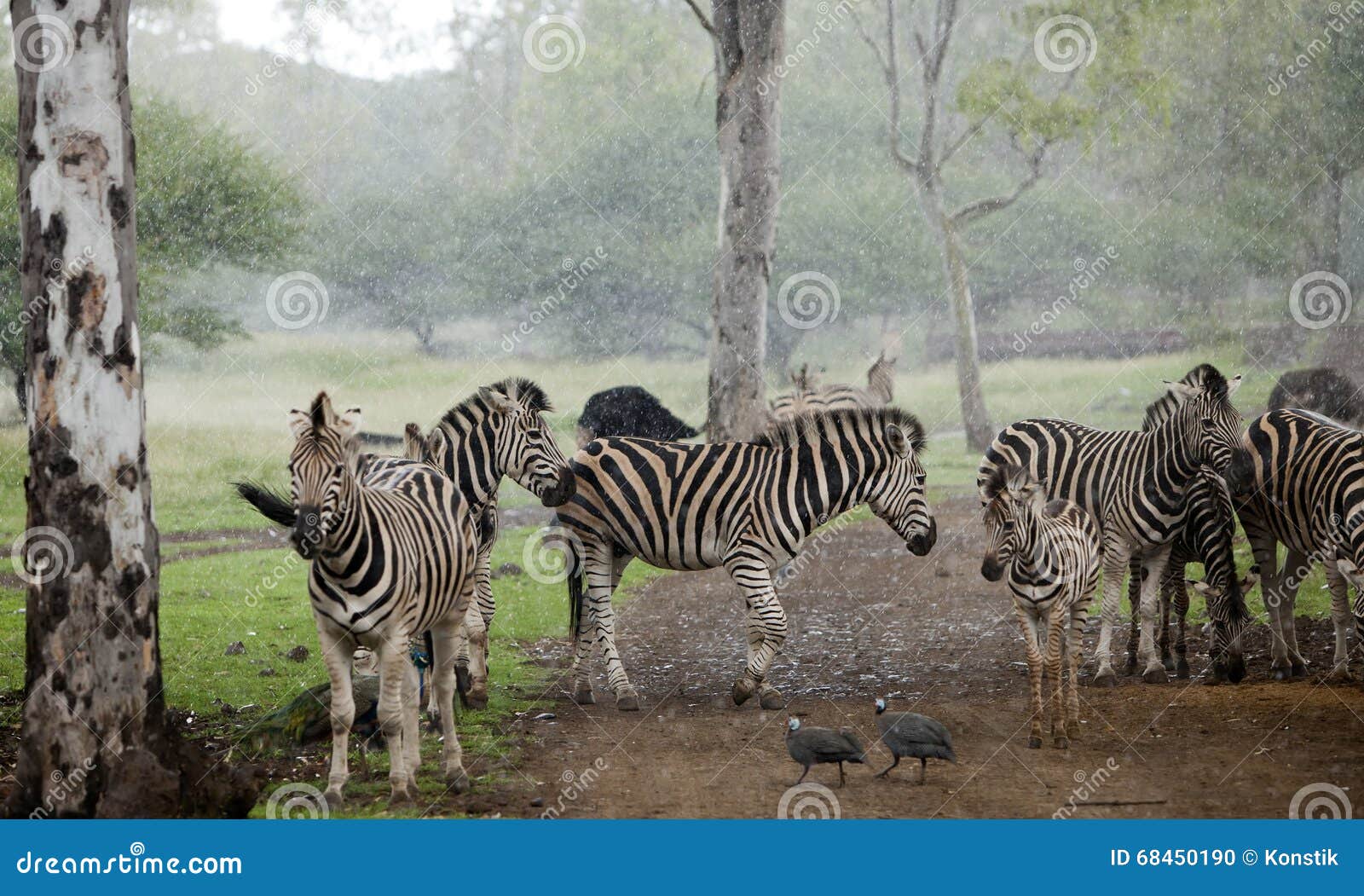 Zebra In The Rain Trough My Window Stock Photography | CartoonDealer ...