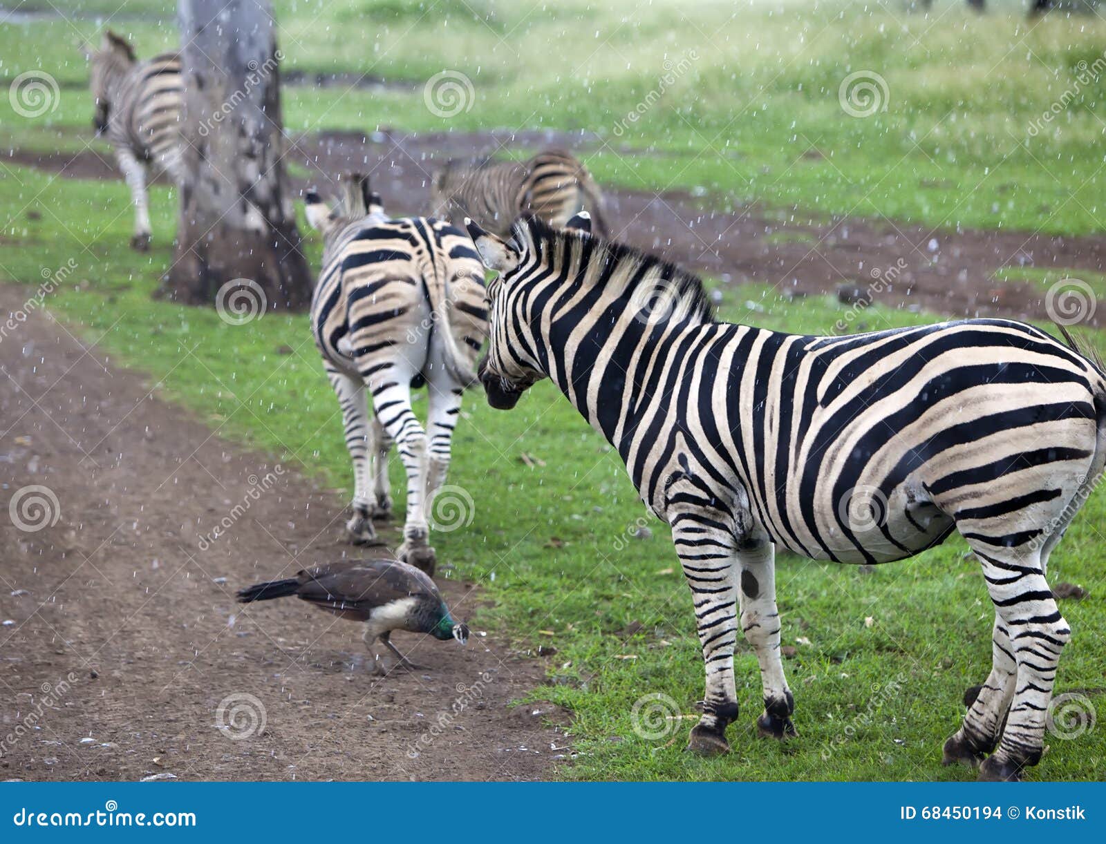 Zebra In The Rain Trough My Window Stock Photography | CartoonDealer ...