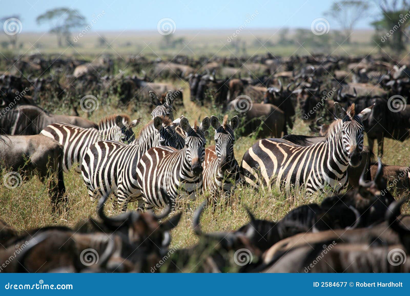 Zebra in a Herd of Wildebeest Stock Image - Image of mammal, horn: 2584677