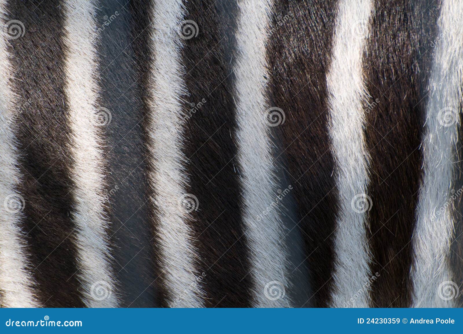 Zebra Hide stock image. Image of zebra, england, pattern - 24230359