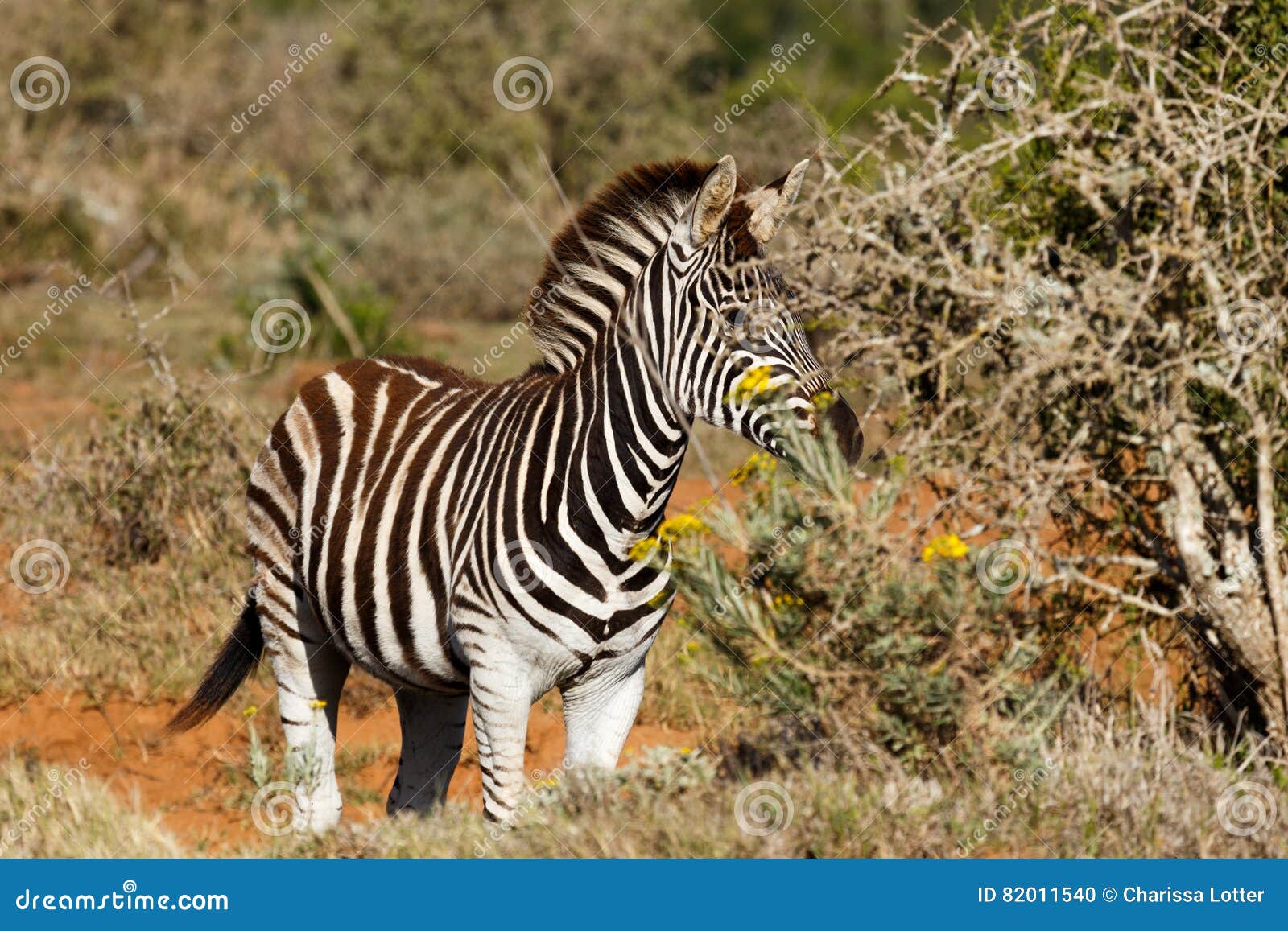 Zebra Hiding Behind a Thorny Bush Stock Photo - Image of naturalist ...