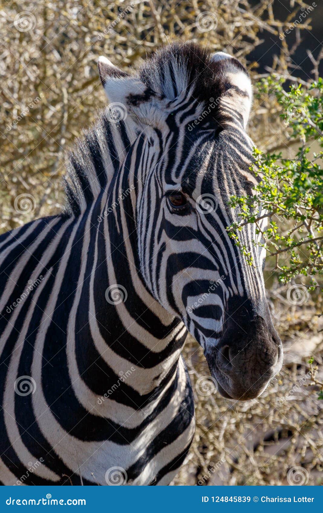 Zebra Hiding between the Trees Stock Image - Image of landscape, nature ...