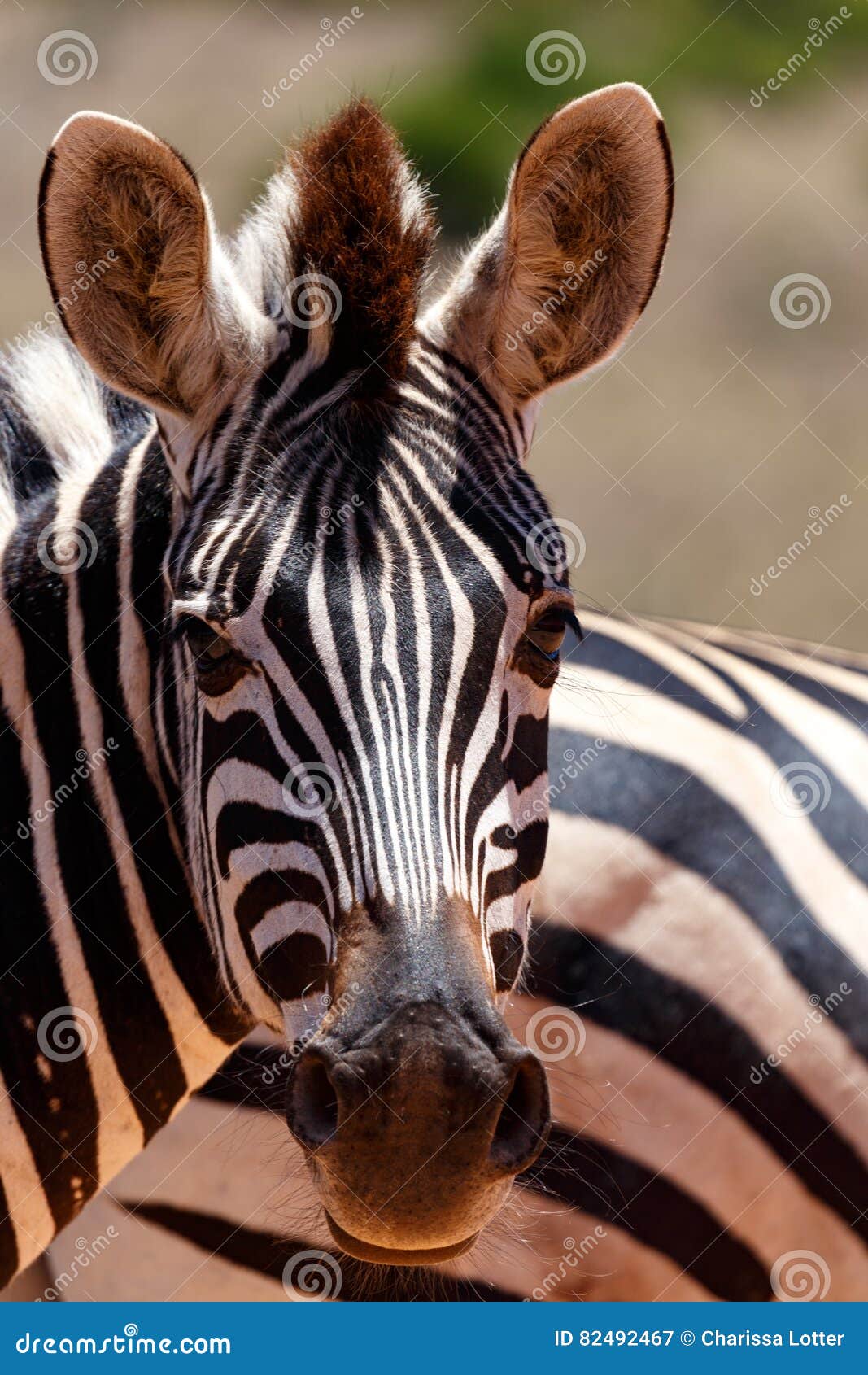 Zebra with his big nose stock image. Image of lines, field - 82492467