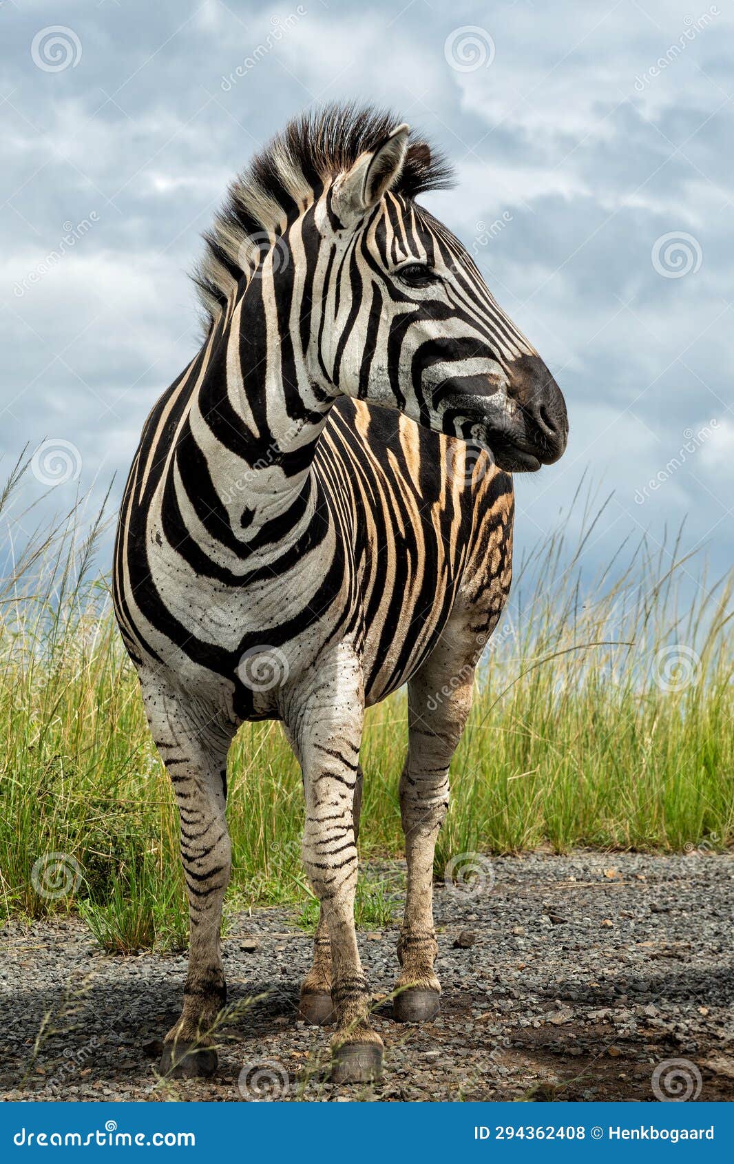 Zebra in the Hluhluwe Imfolozi Game Reserve Stock Photo - Image of ...