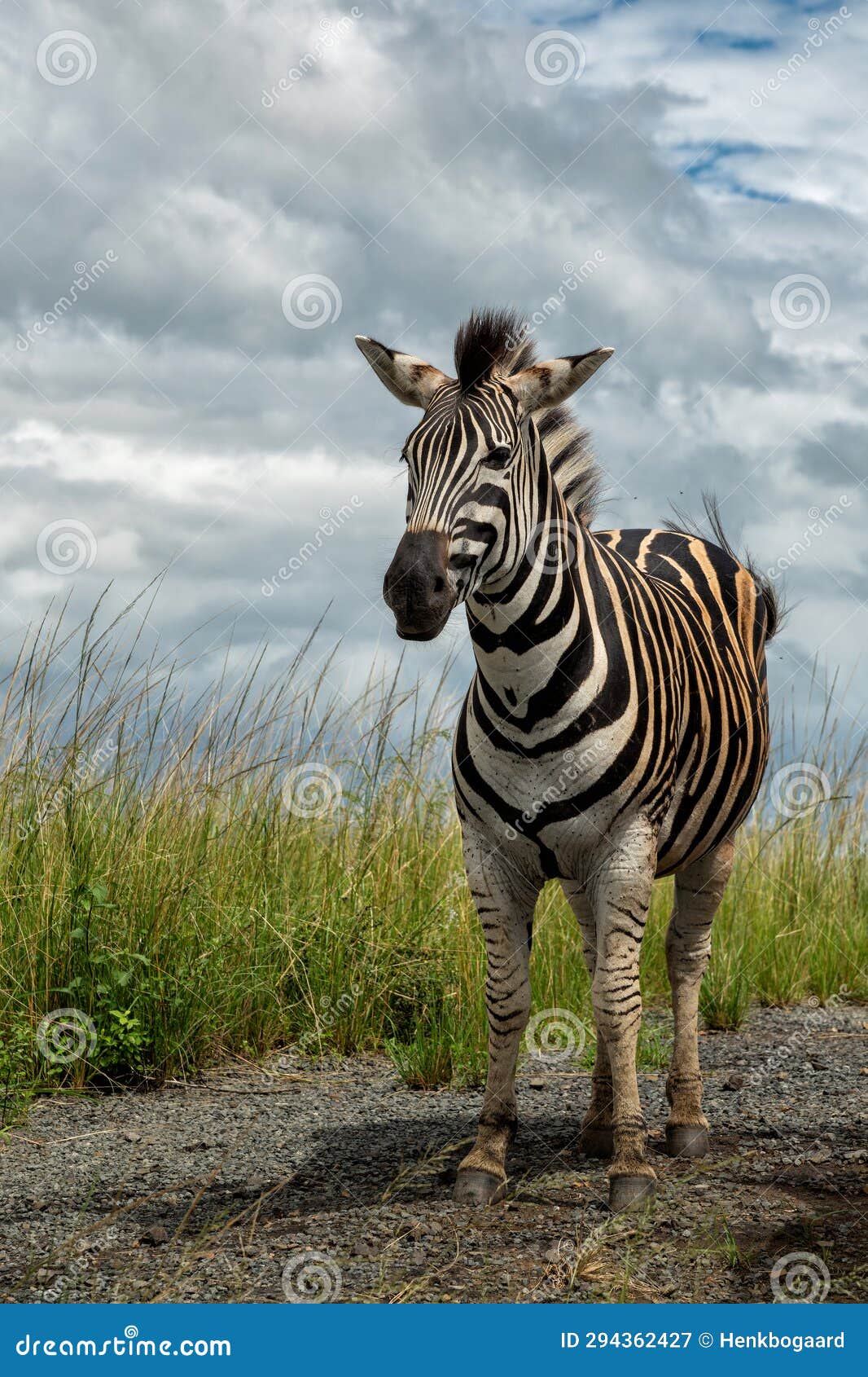 Zebra in the Hluhluwe Imfolozi Game Reserve Stock Image - Image of ...