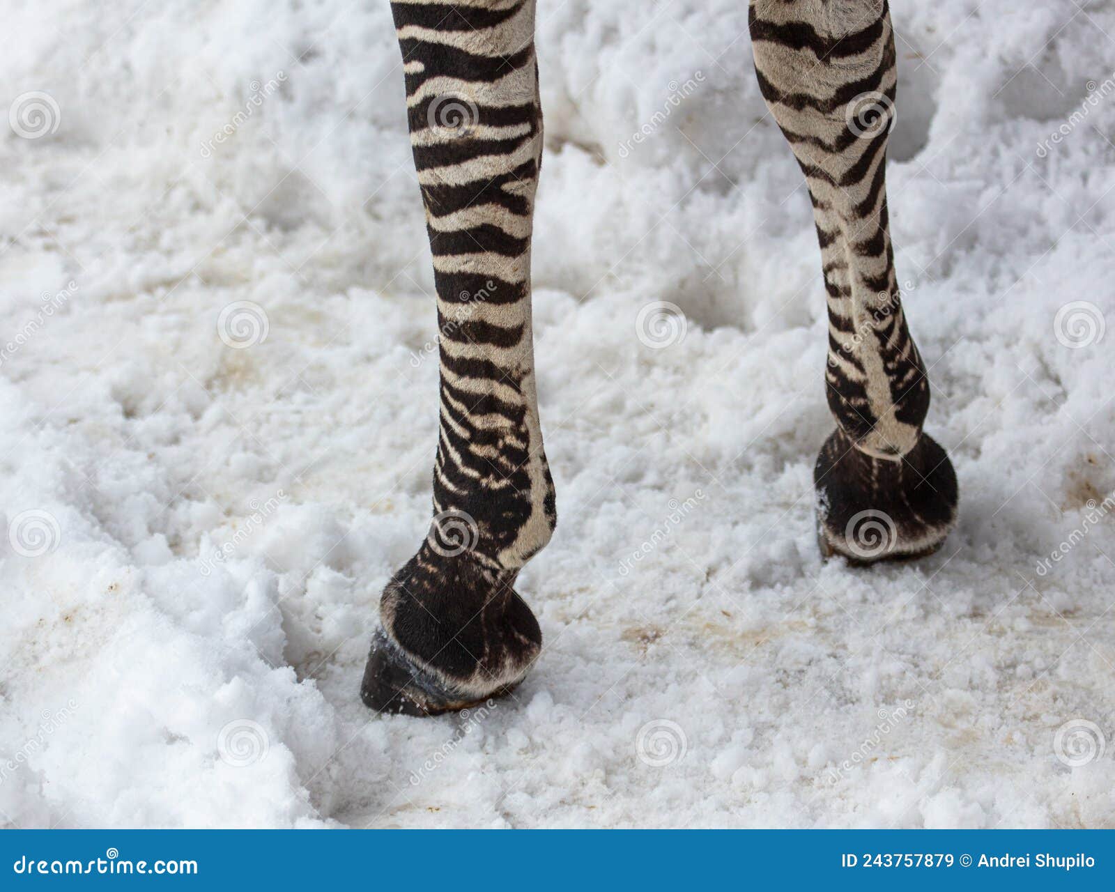 Zebra hooves on the snow stock image. Image of portrait - 243757879