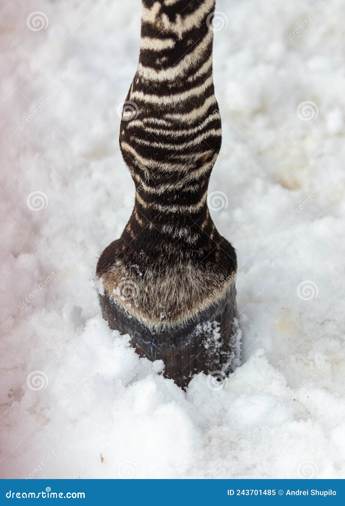 Zebra hooves on the snow stock image. Image of snow - 243701485