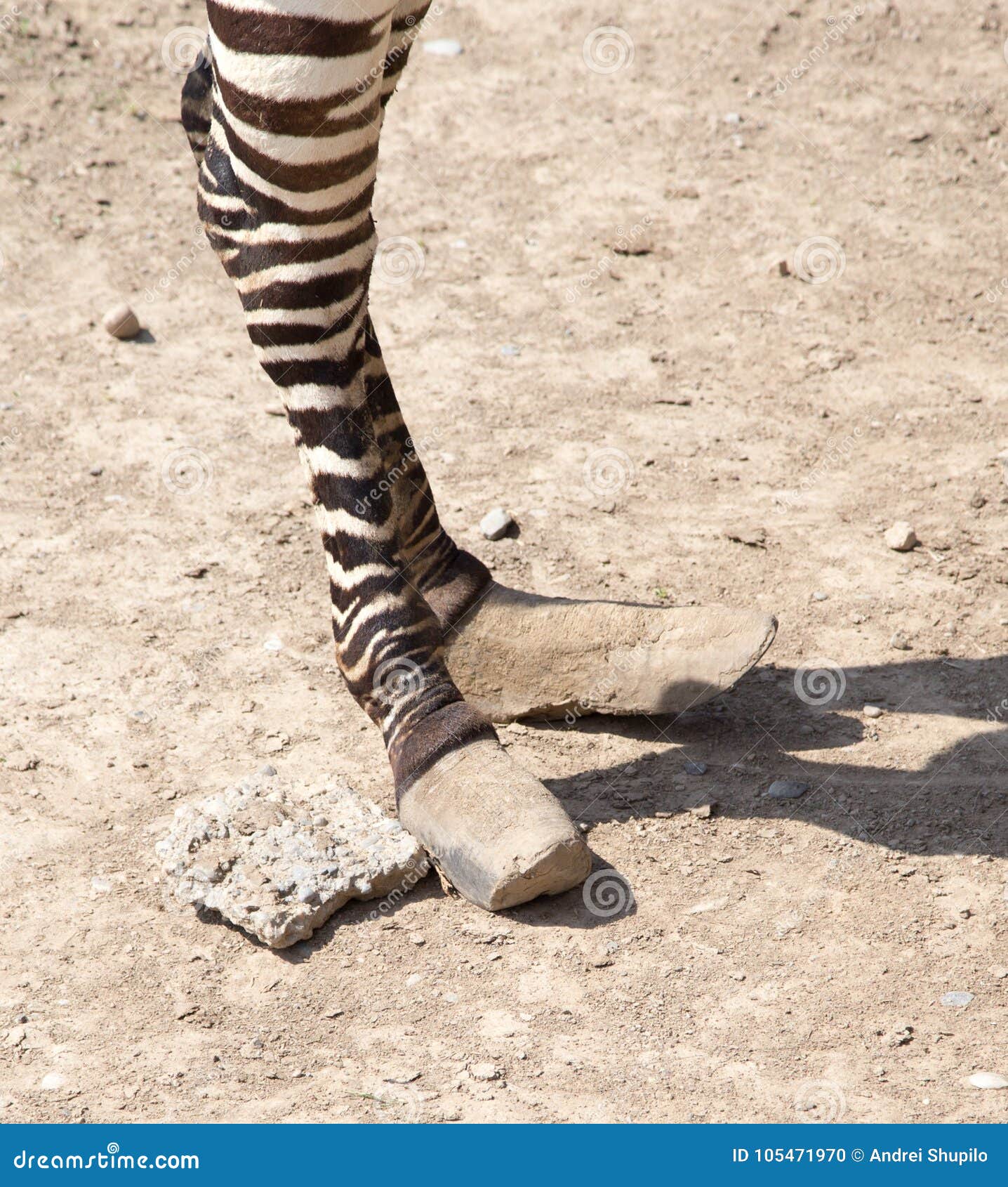 Zebra hooves stock photo. Image of safari, travel, equids - 105471970