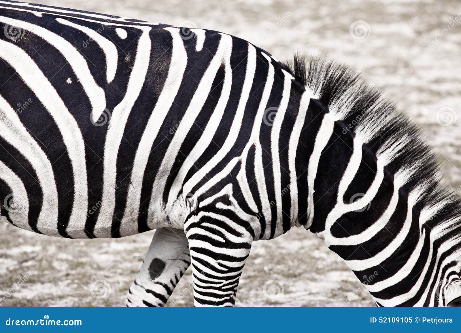 Zebra horse stock image. Image of pattern, portrait, white - 52109105