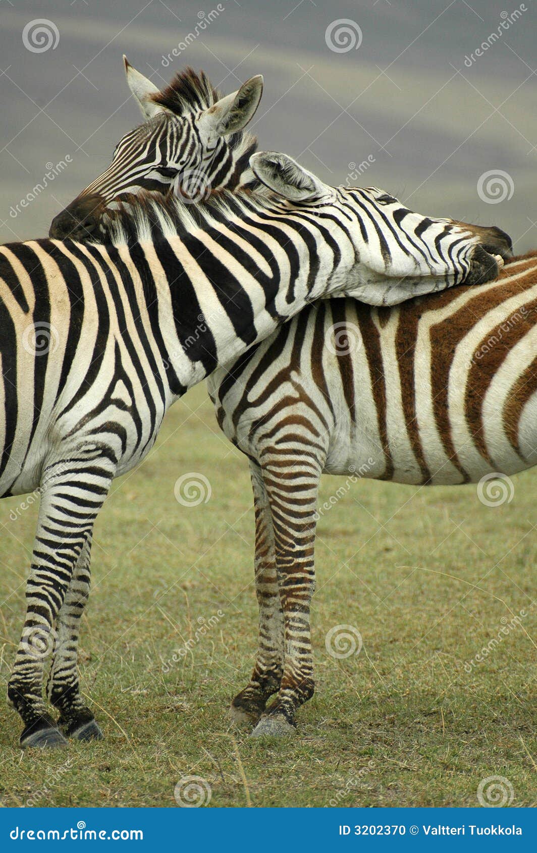 Zebra Hug stock photo. Image of zebras, animals, friends - 3202370