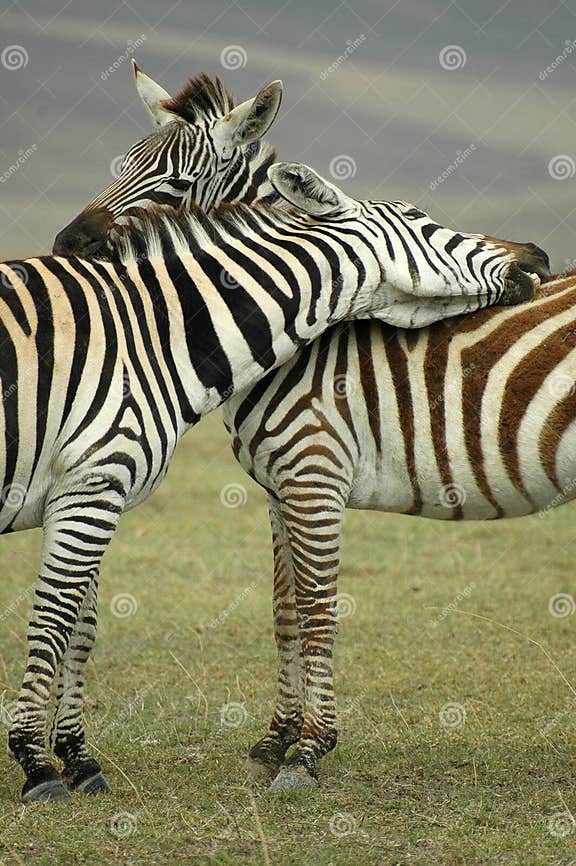 Zebra Hug stock photo. Image of zebras, animals, friends - 3202370