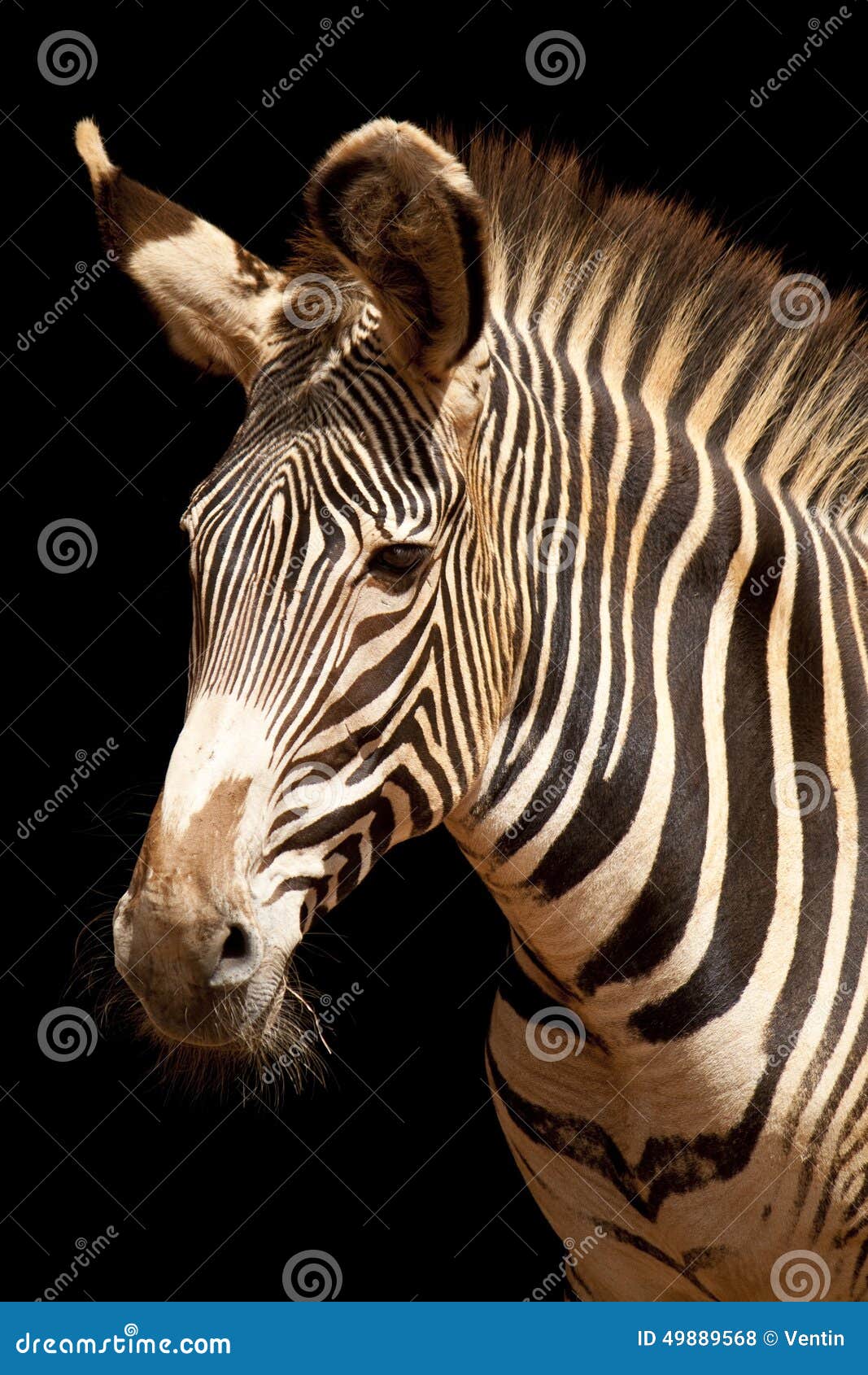 Zebra III stock photo. Image of animal, camera, africa - 49889568