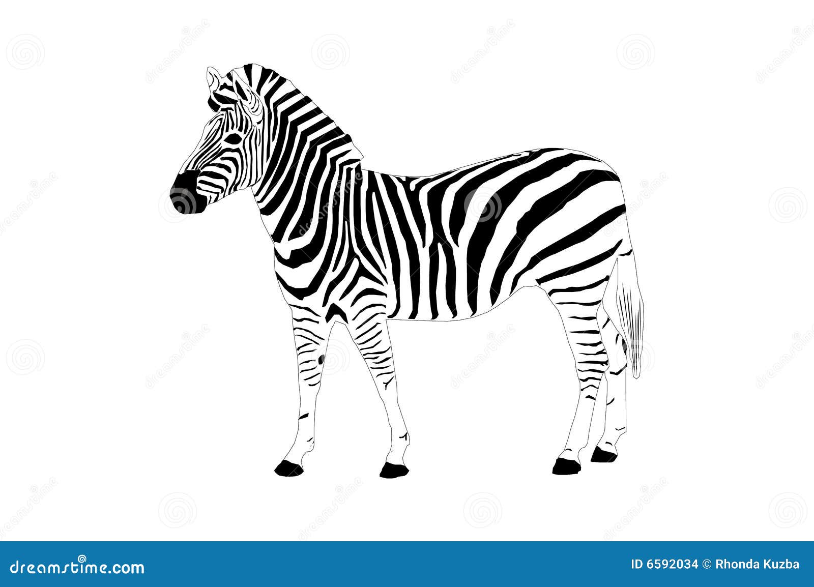 Zebra Illustration stock illustration. Illustration of side - 6592034