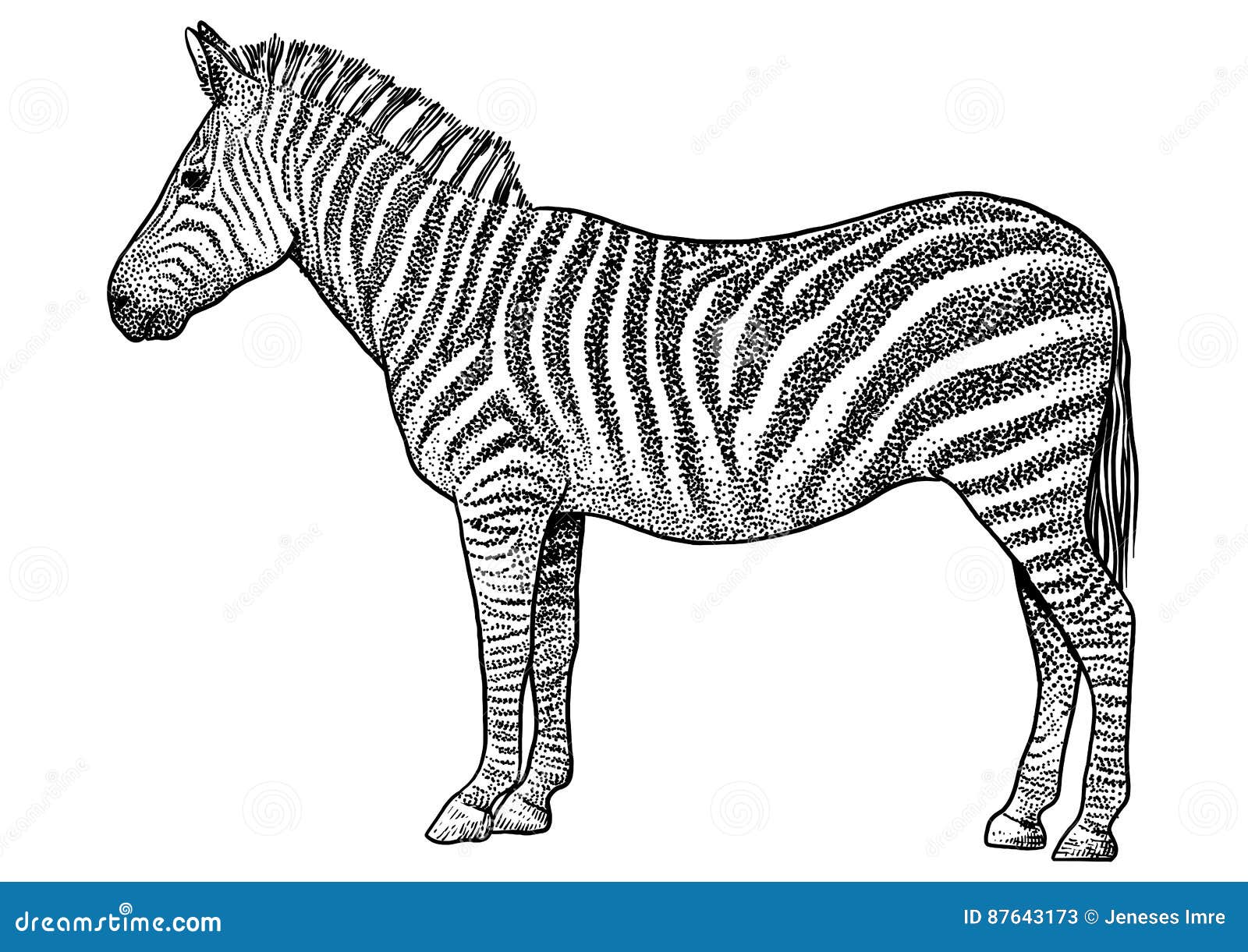 Zebra Illustration, Drawing, Engraving, Ink, Line Art, Vector Stock ...