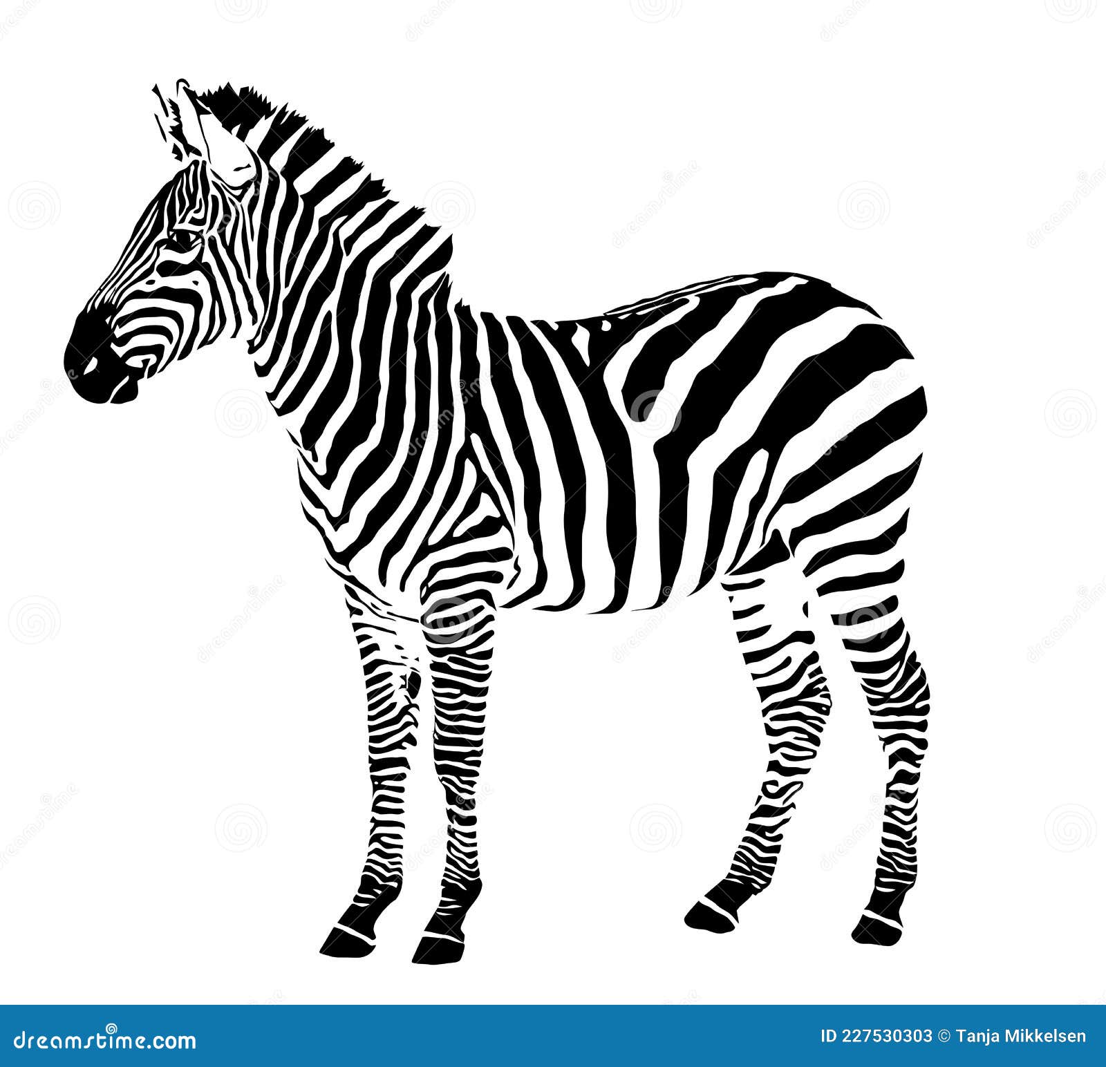 Zebra Drawing Illustration ~ Stock Image - Illustration of vector ...