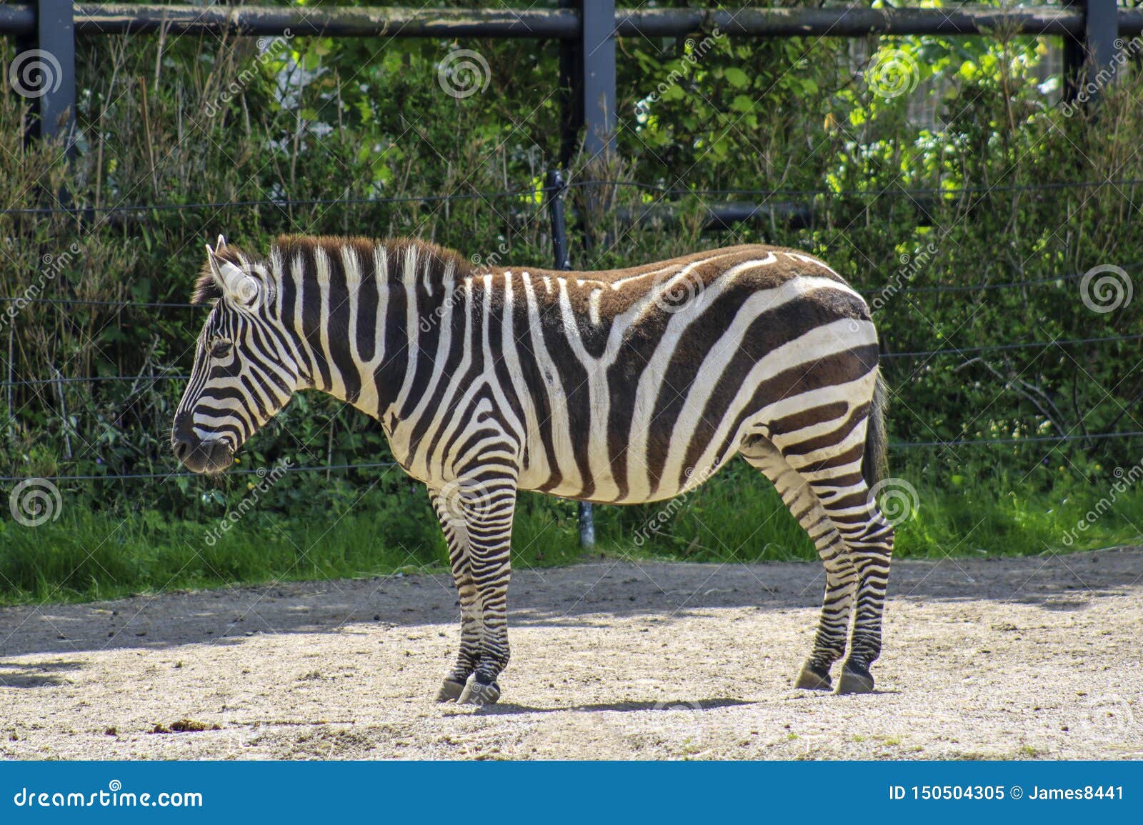 Zebra stock image. Image of white, young, animal, wild - 150504305