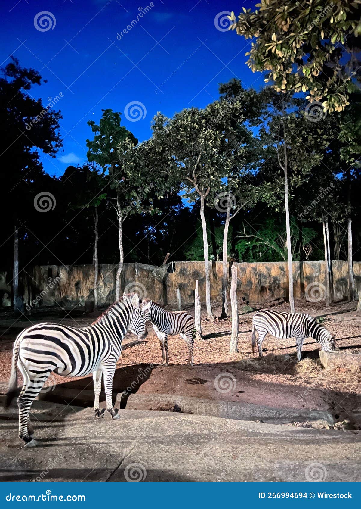 Zebra Inside the Zoo during Night Time Stock Photo - Image of night ...