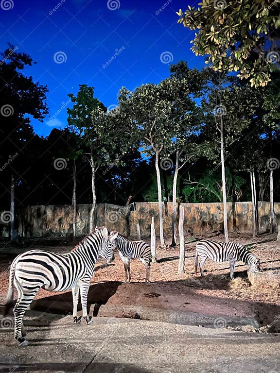 Zebra Inside the Zoo during Night Time Stock Photo - Image of night ...