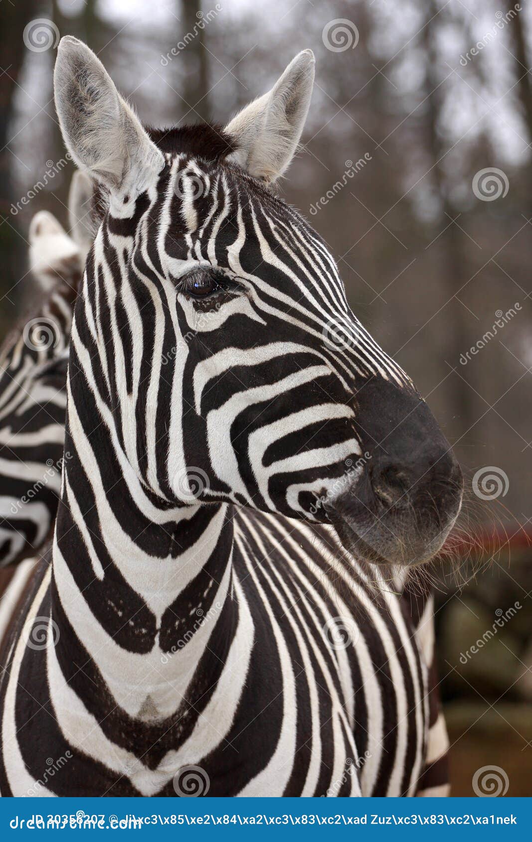 Zebra stock image. Image of design, natural, fashion - 30356207