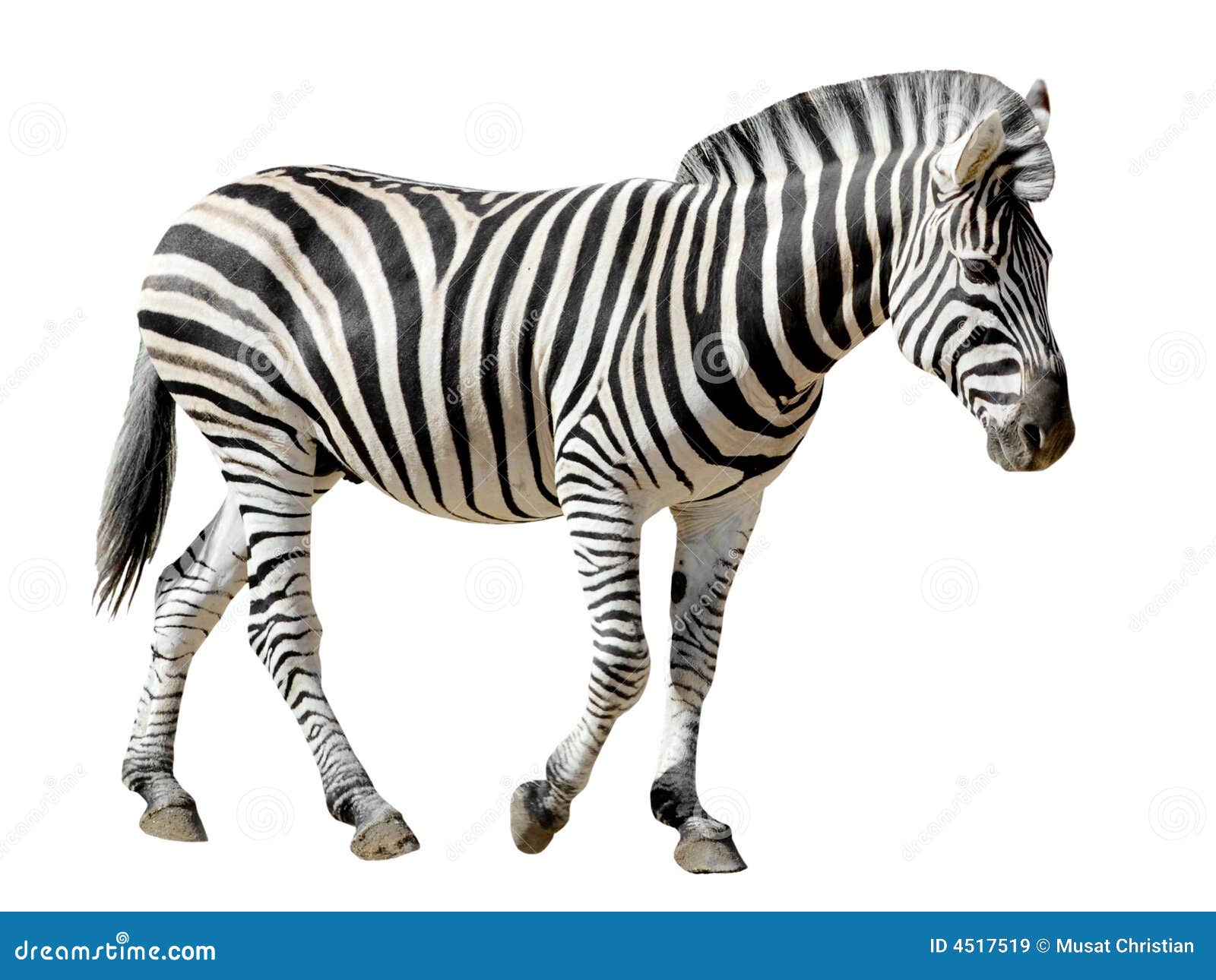 Zebra isolata di Burchell immagine stock. Immagine di mane - 4517519
