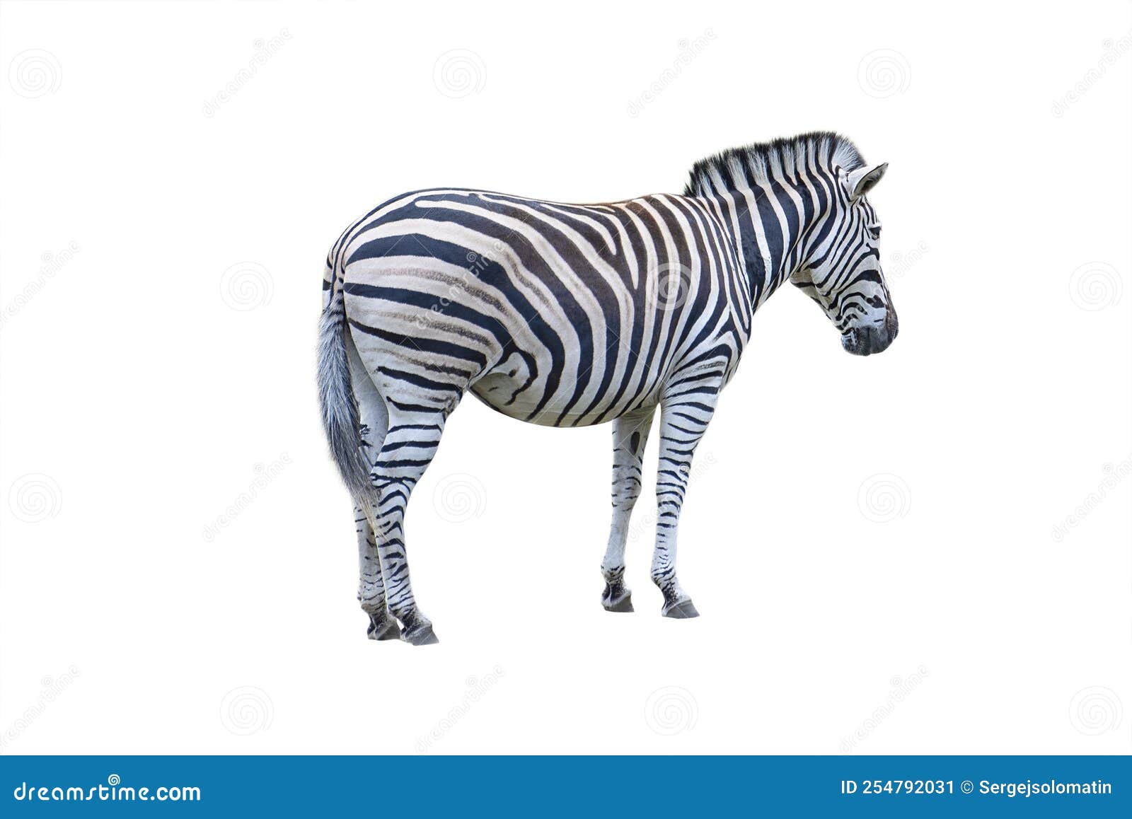 Zebra Isolate. Zebra Side View Isolated on White Background Stock Image ...