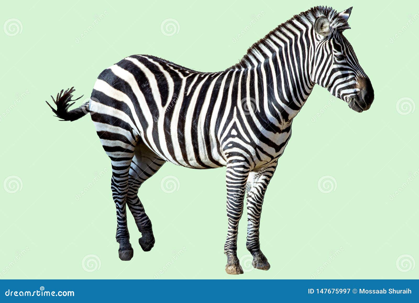 Zebra on Isolated Back Ground Stock Image - Image of hunt, front: 147675997