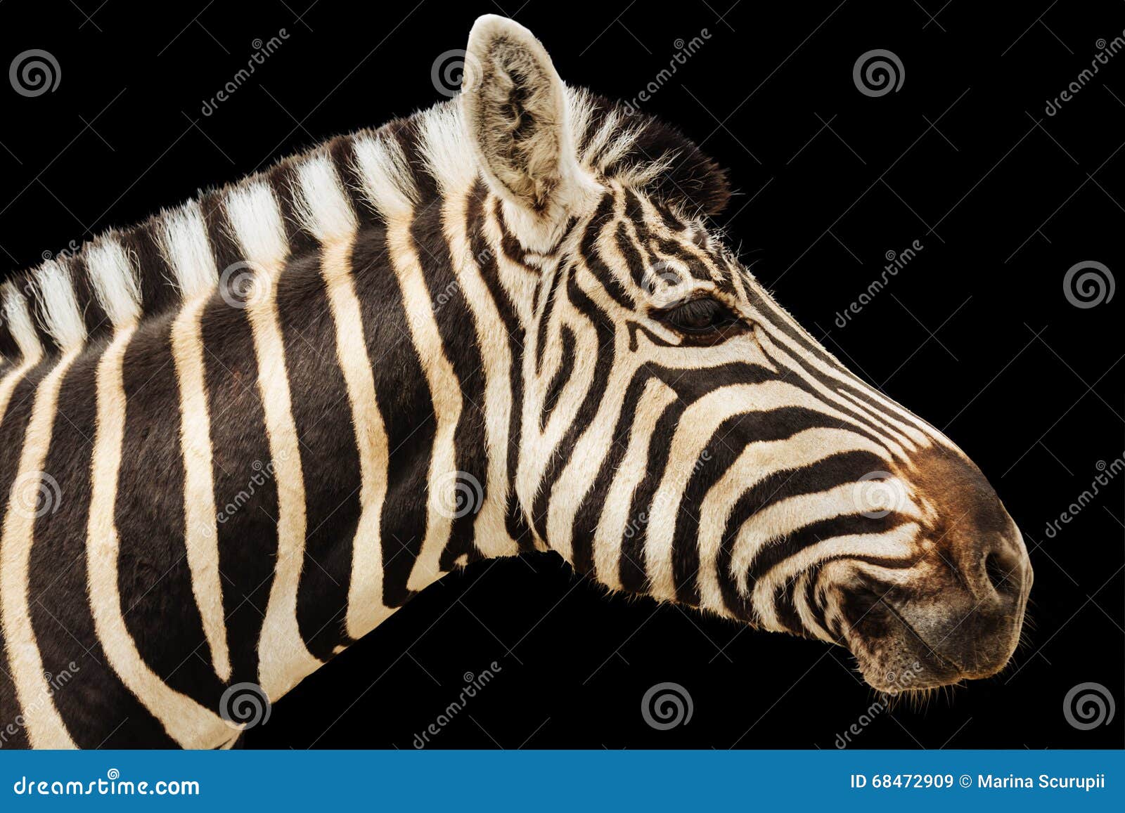 Zebra isolated head stock image. Image of wildlife, portrait - 68472909
