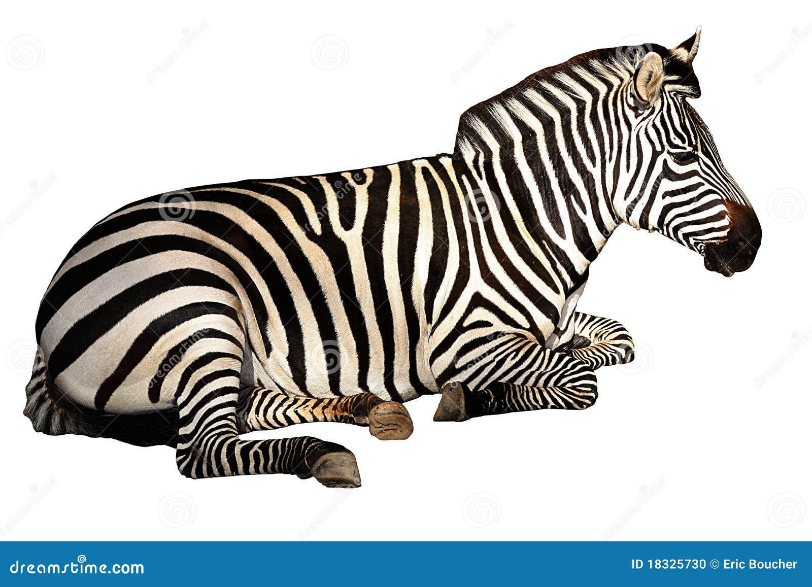 Zebra Isolated On Pure White Stock Photo - Image: 18325730