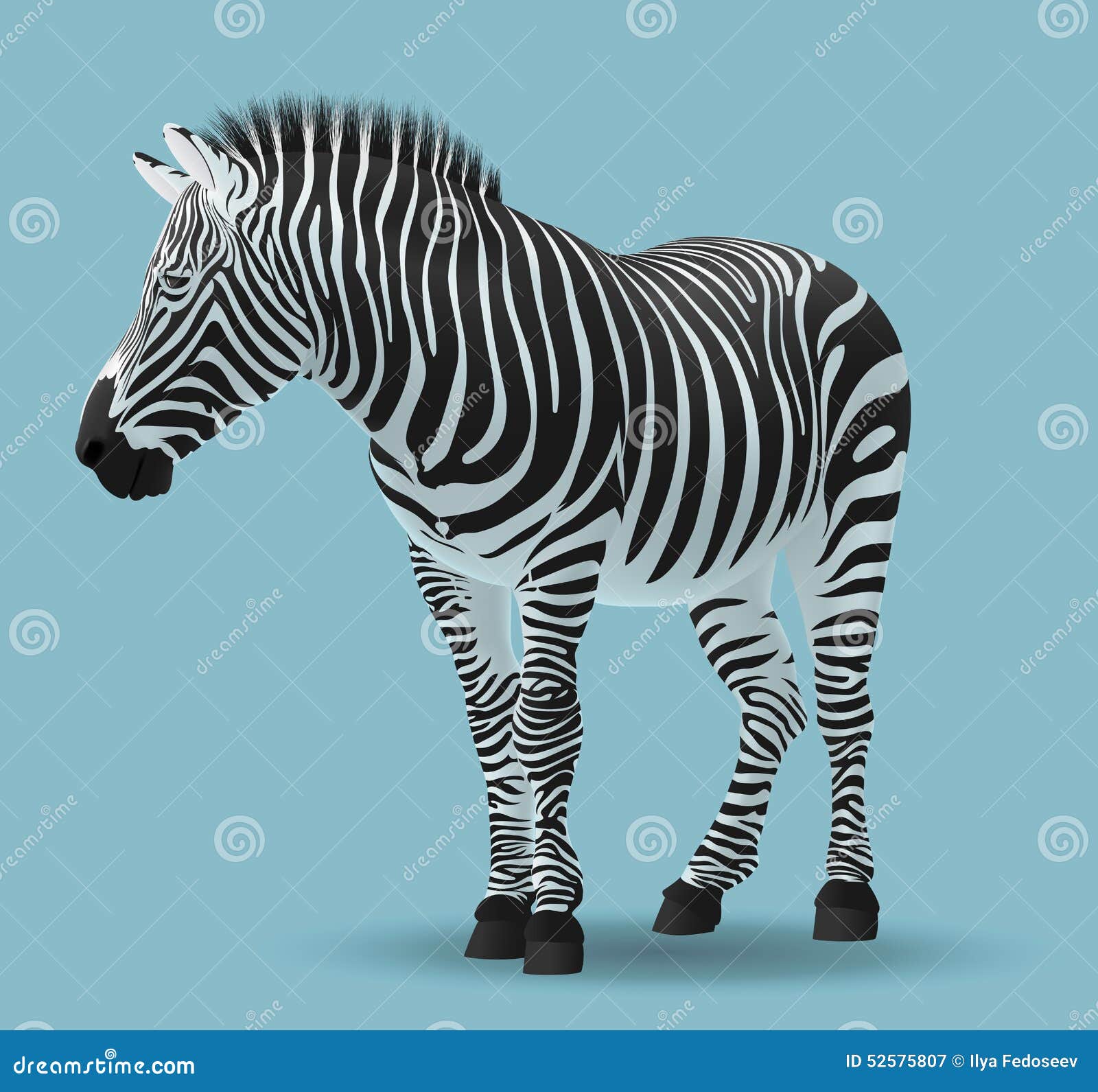 Zebra stock vector. Illustration of animals, africa, adult - 52575807