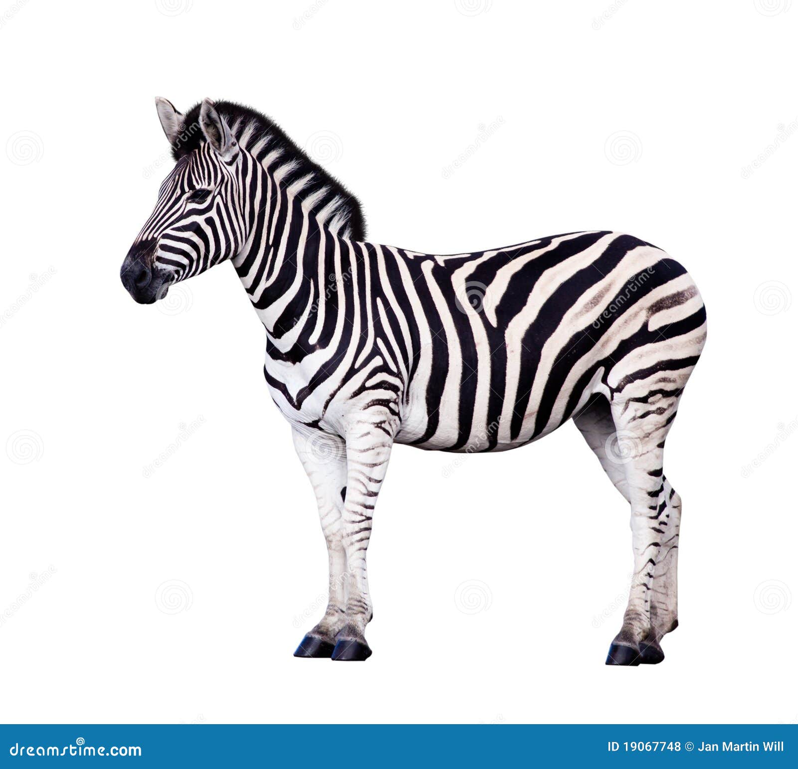 Zebra Isolated on White stock photo. Image of isolated - 19067748