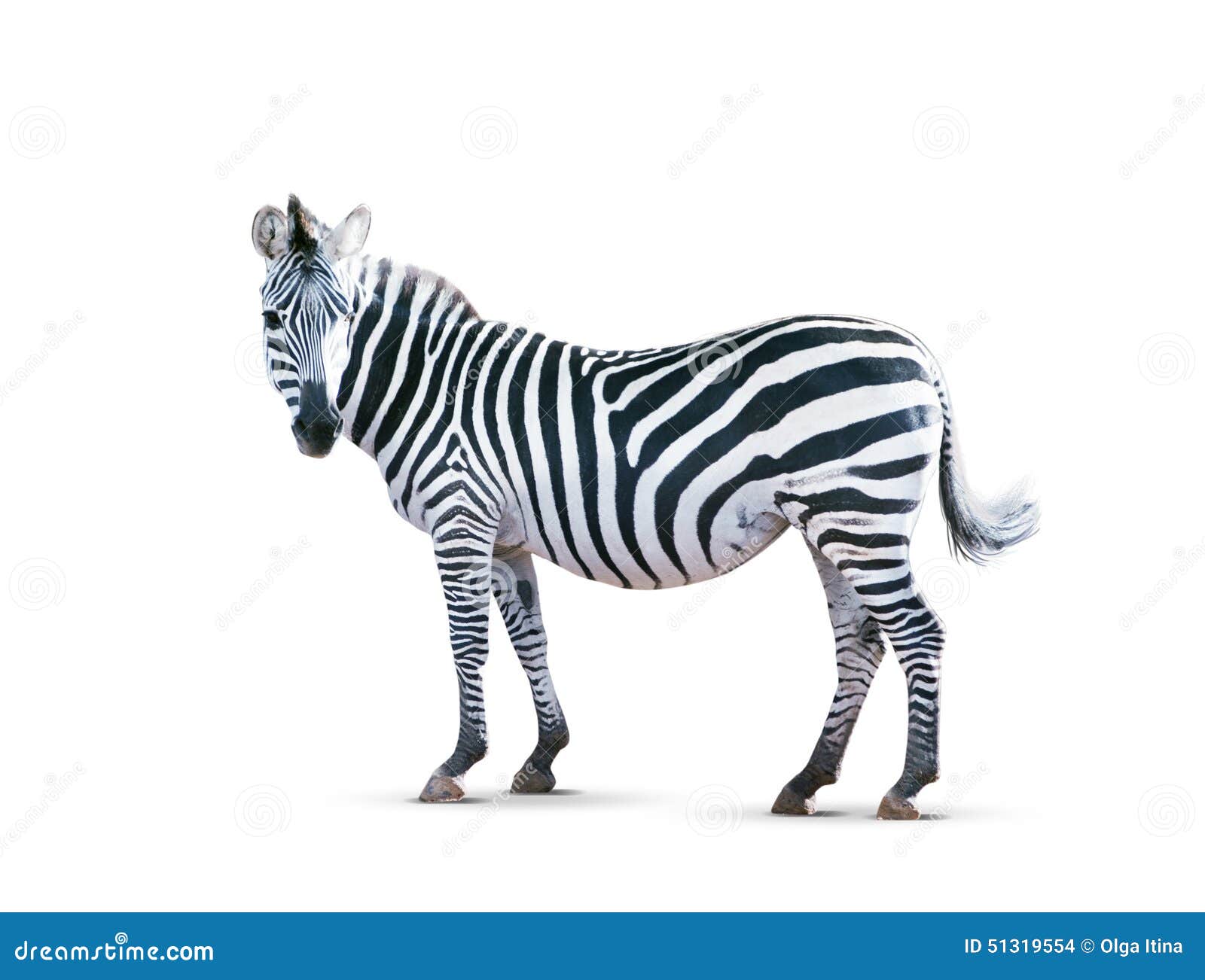 Zebra isolated on white stock photo. Image of creature - 51319554