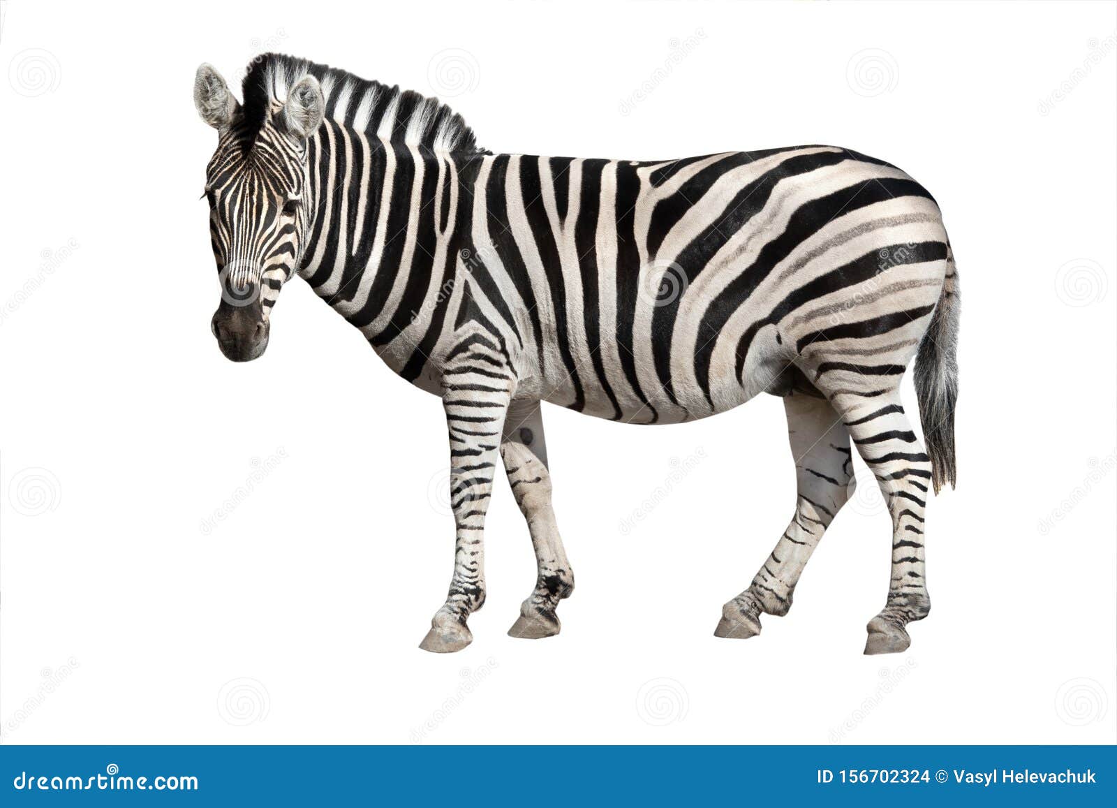 Zebra isolated on white stock photo. Image of animal - 156702324