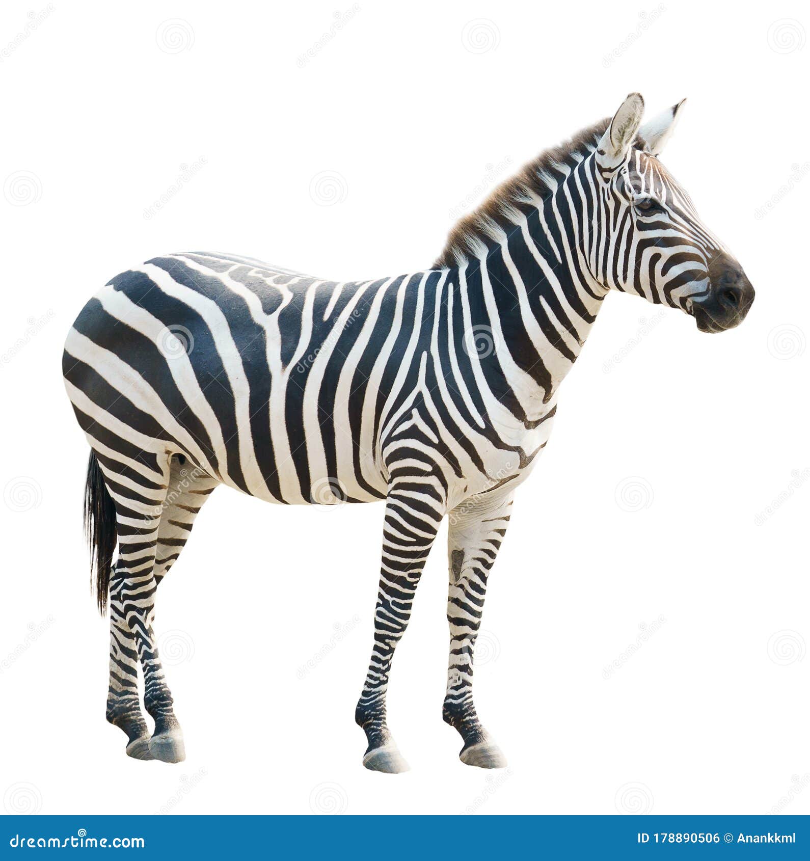 Zebra isolated stock photo. Image of looking, creature - 178890506