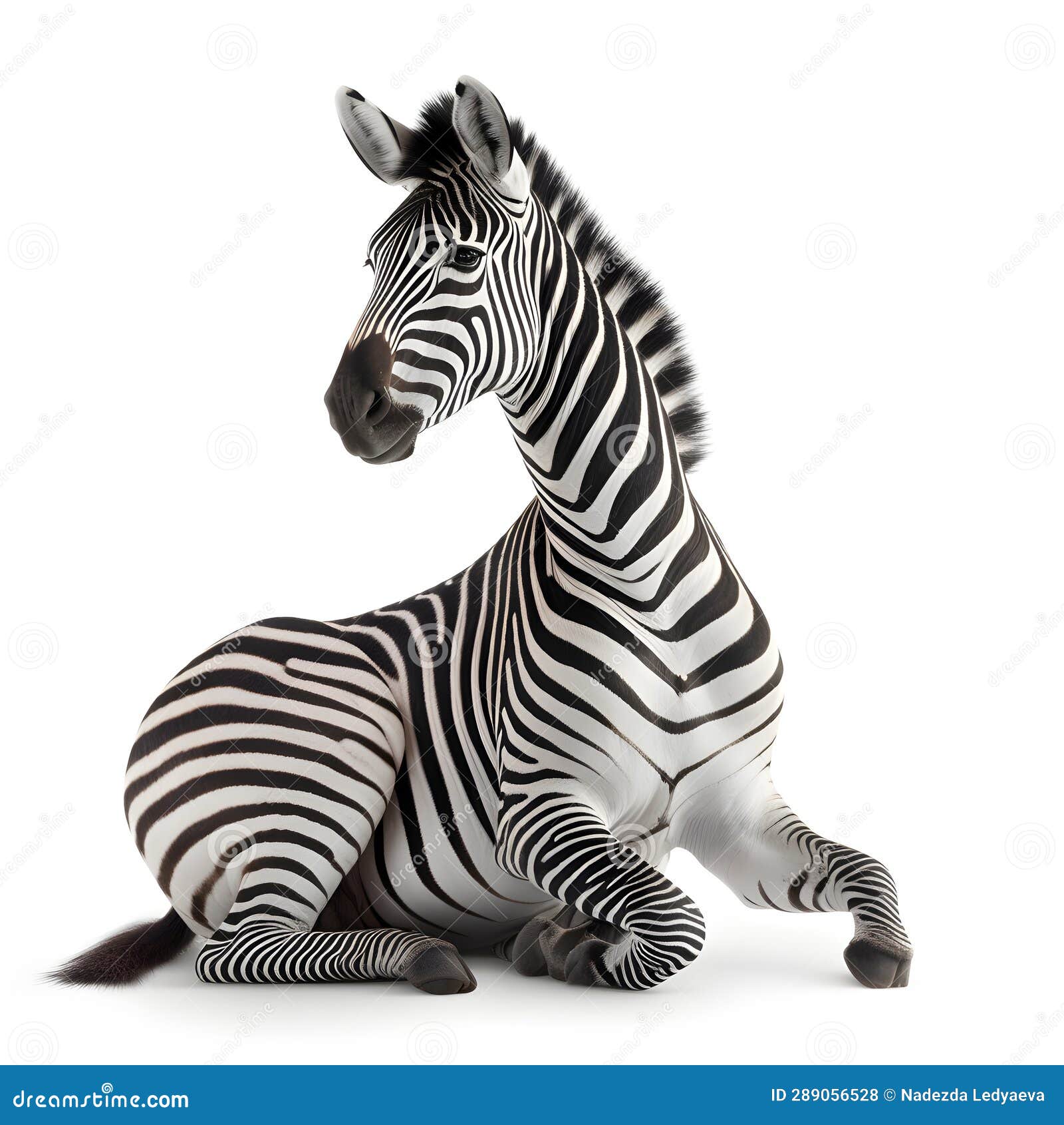 Zebra Isolated on White Background. Stock Photo - Image of fauna ...