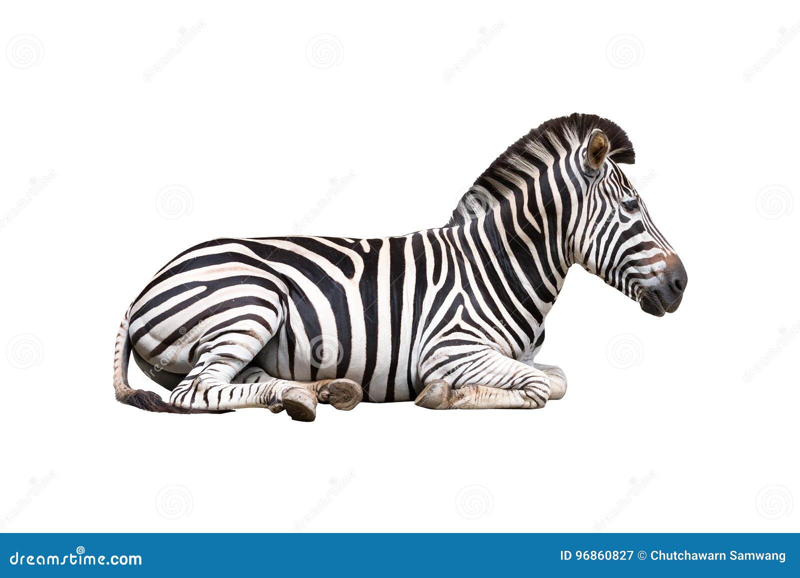 Zebra isolated on white stock image. Image of gazing - 96860827
