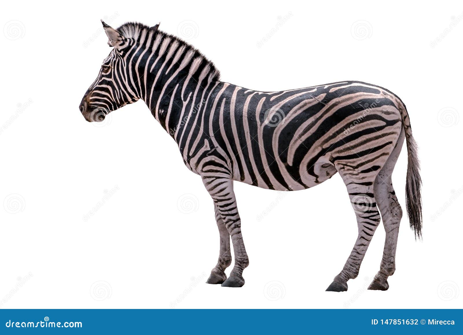Zebra Isolated on White Background. Stock Photo - Image of equid ...