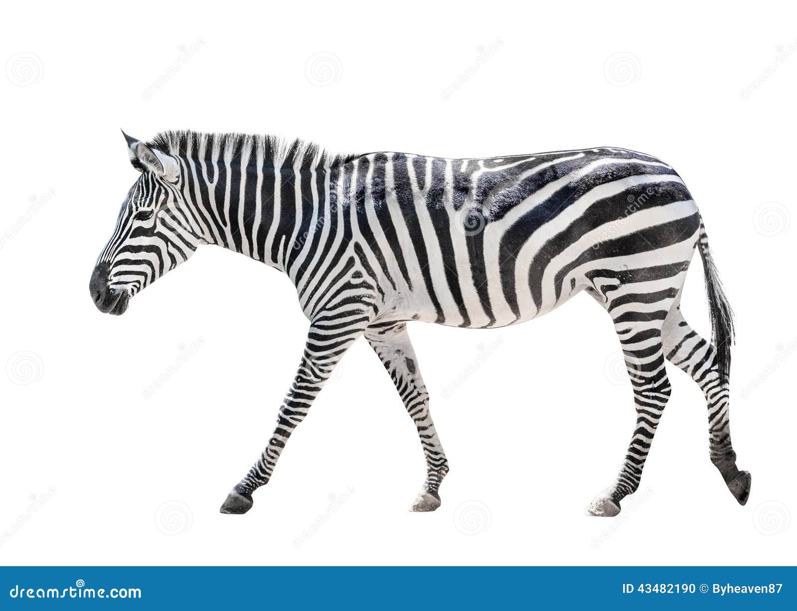 Zebra isolated on white stock photo. Image of south, namibia - 43482190