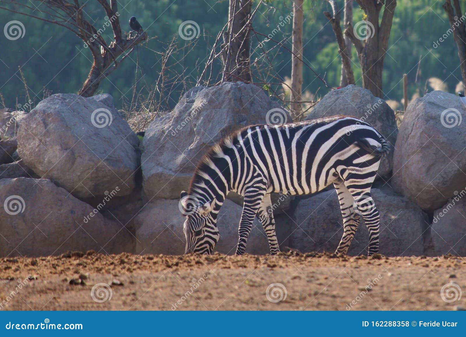 A zebra from its nature stock photo. Image of animal - 162288358