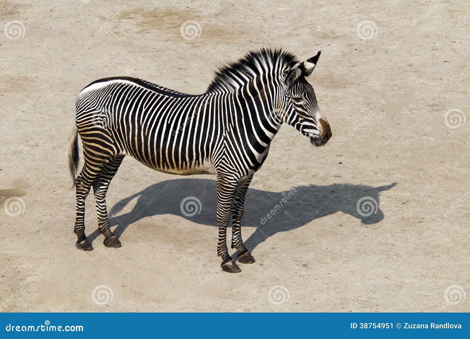 Zebra stock image. Image of harshness, wild, african - 38754951