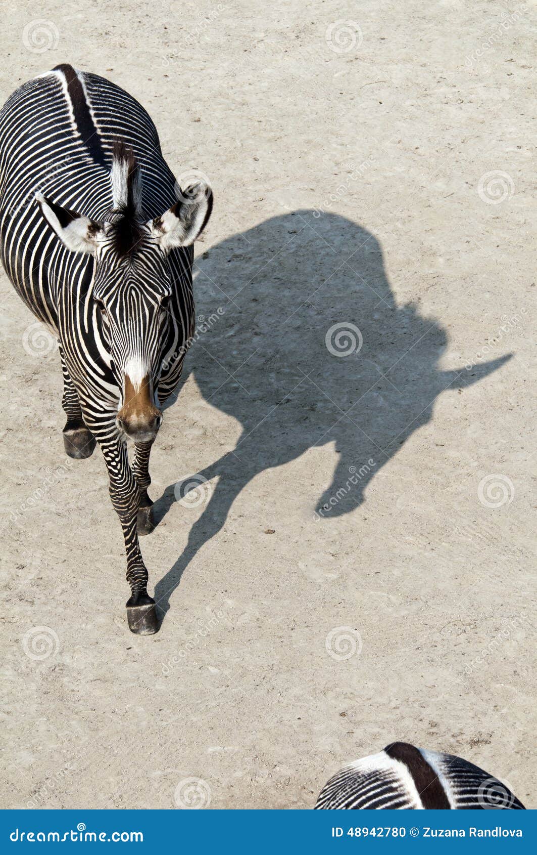 Zebra stock photo. Image of shadow, sunny, outdoor, mammal - 48942780