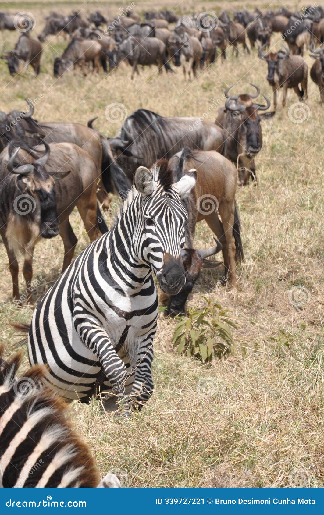 Zebra jumping stock image. Image of giraffe, safari - 339727221