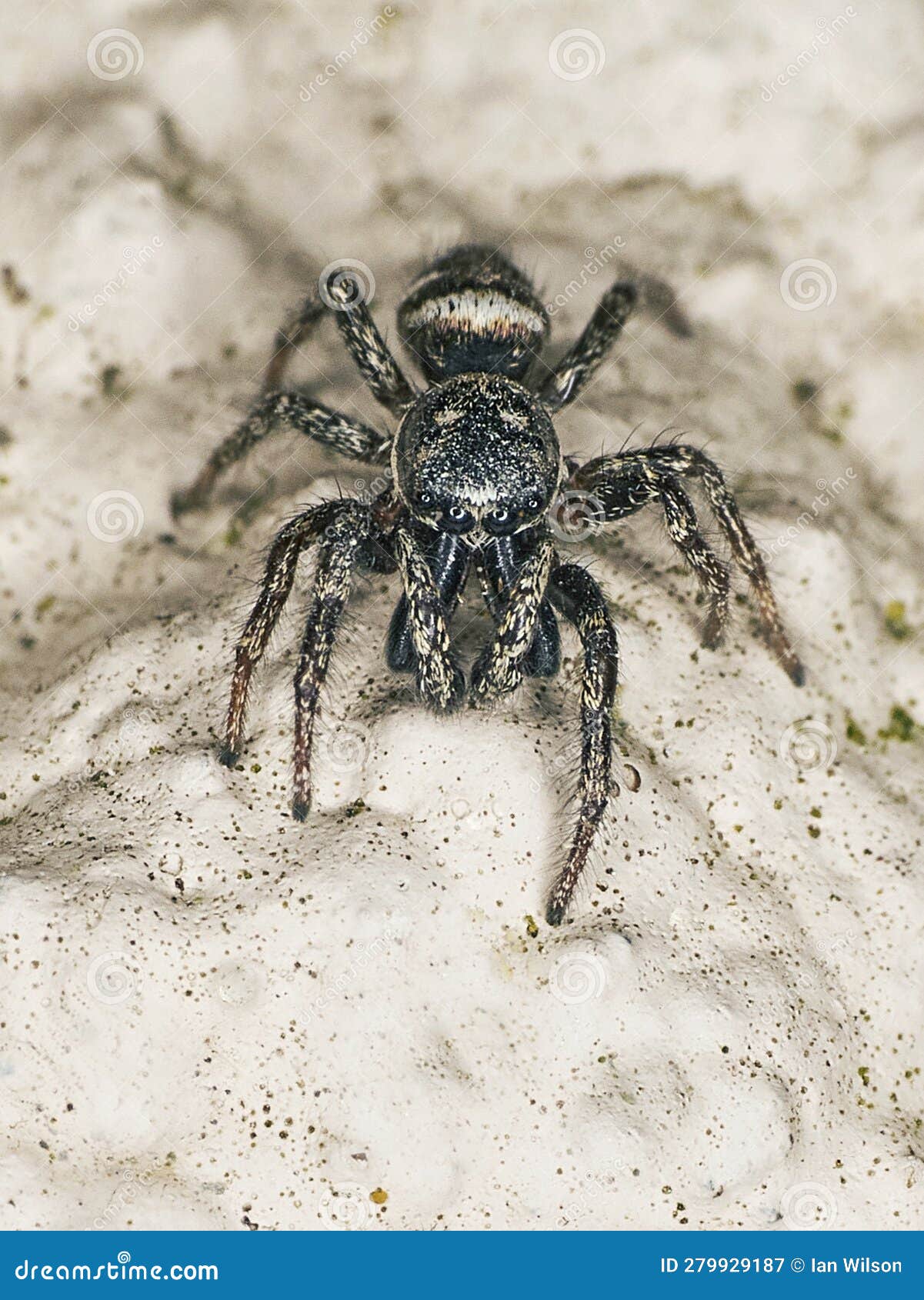 Zebra Jumping Spider Salticus Scenicus Stock Image - Image of stripes ...