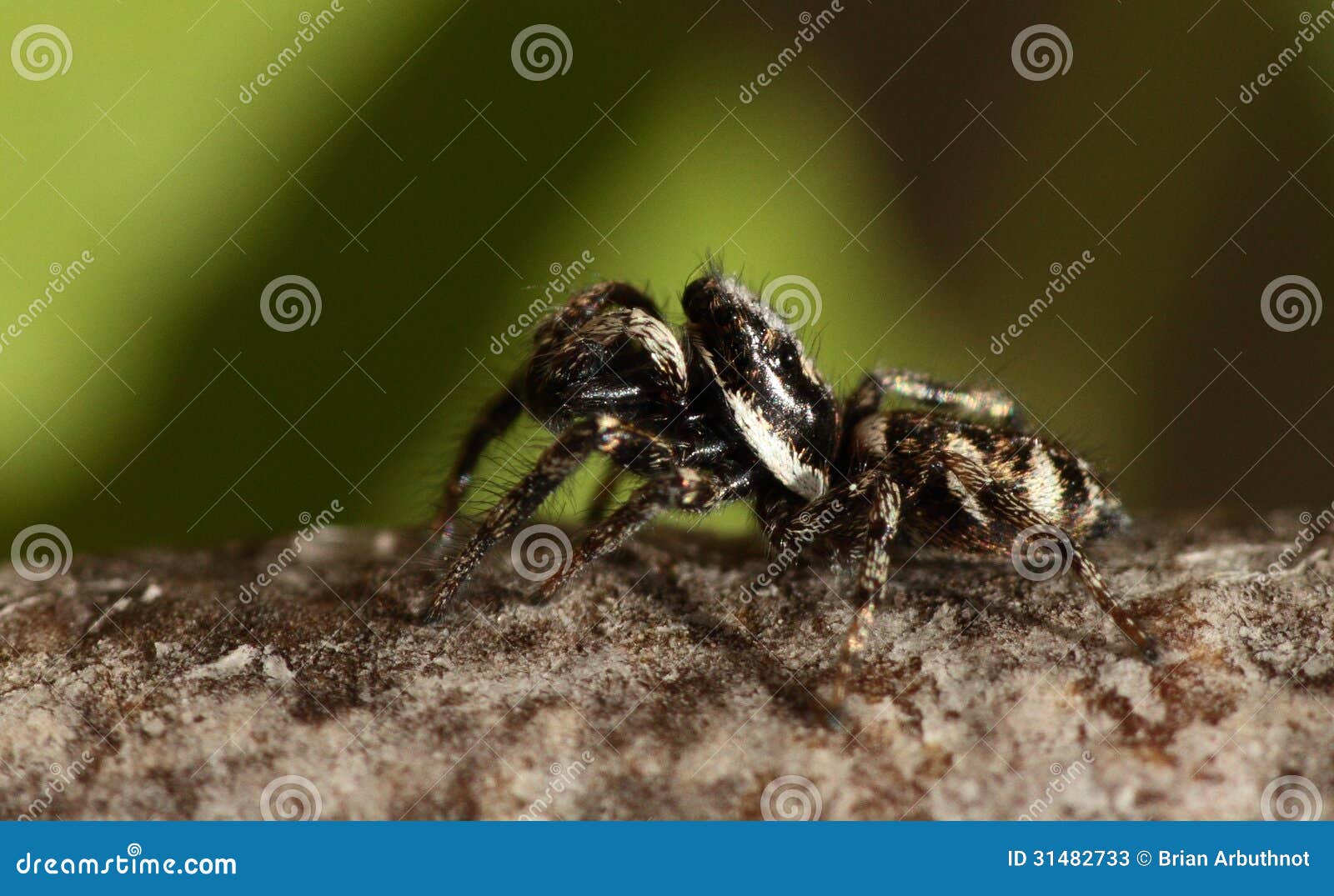 Zebra jumping spider. stock image. Image of insects, arachnid - 31482733