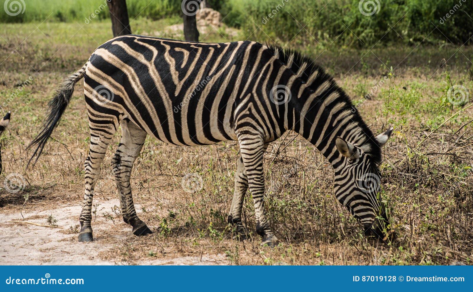 Zebra stock photo. Image of black, green, jungle, herbivore - 87019128