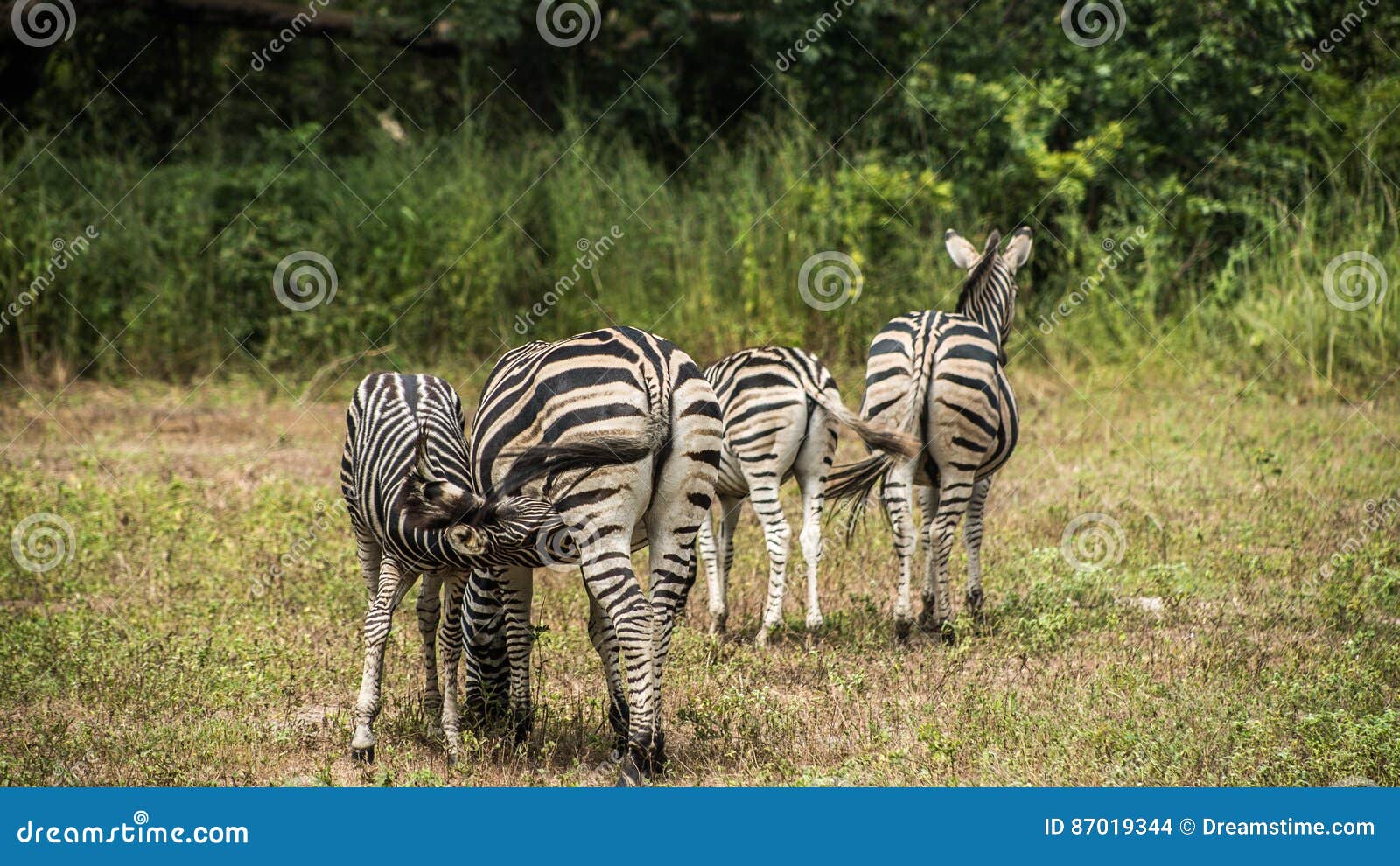 Zebra stock photo. Image of mammal, wildness, zebra, black - 87019344