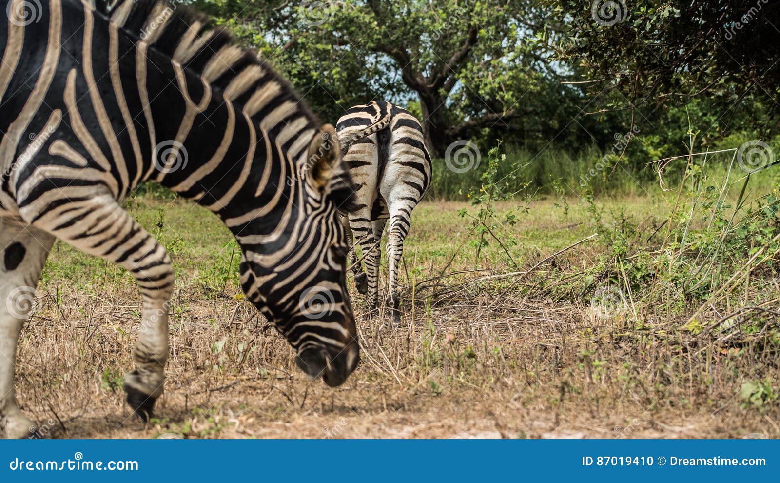 Zebra stock photo. Image of freedom, wild, herbivore - 87019410
